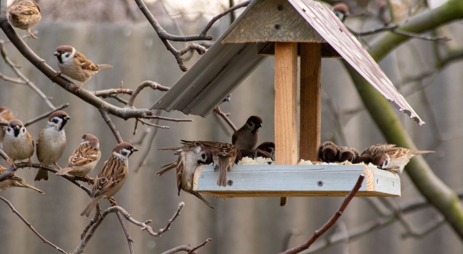 Jak odróżnić wróbla od mazurka? Tak przywabisz je do karmnika