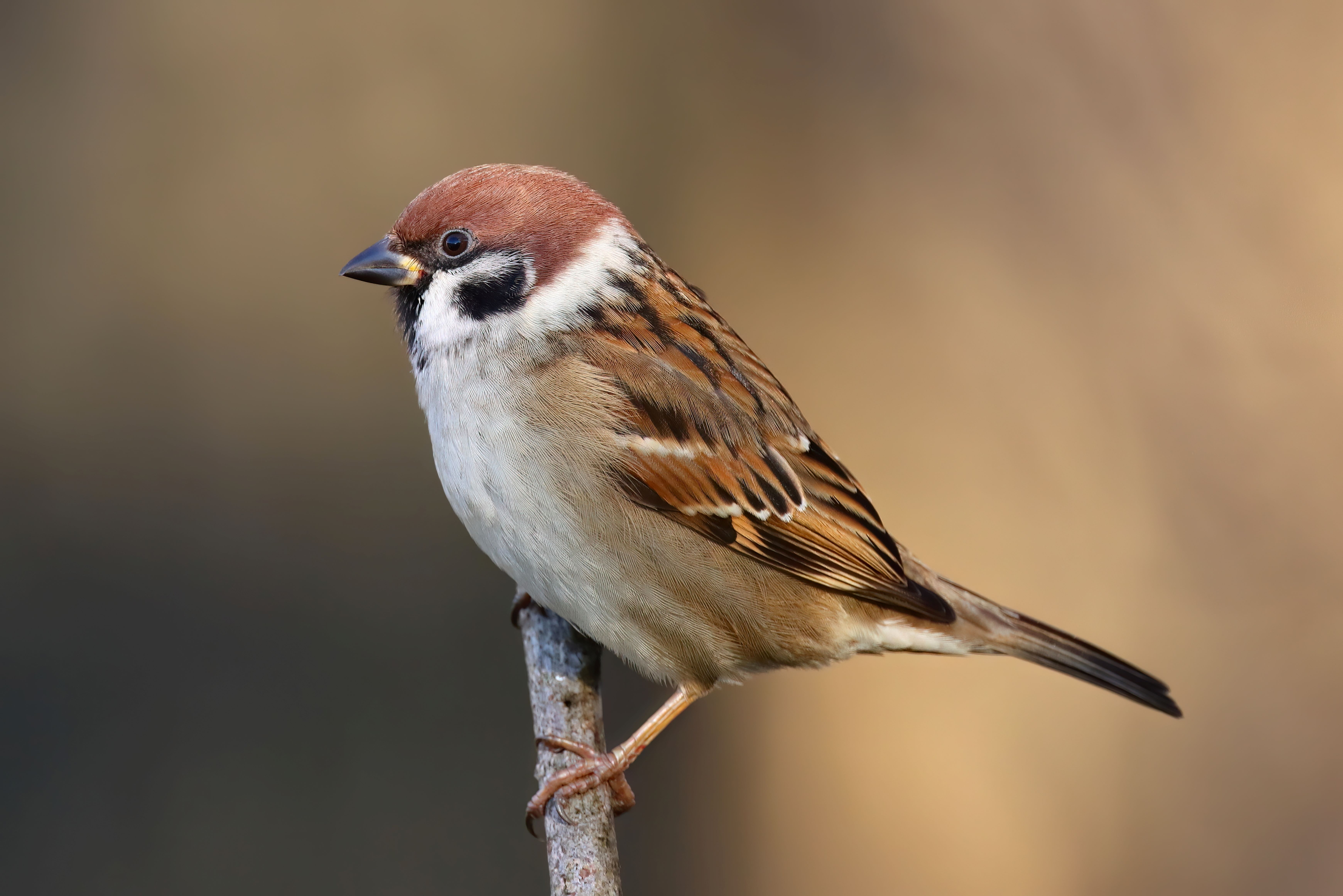 Jak odróżnić wróbla od mazurka? Tak przywabisz je do karmnika